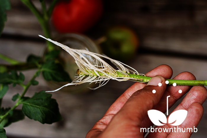 Rooting Tomato Cuttings : MrBrownThumb