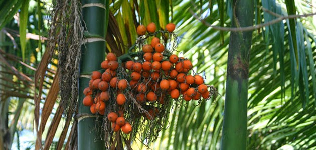 Kandungan Biji Buah Pinang