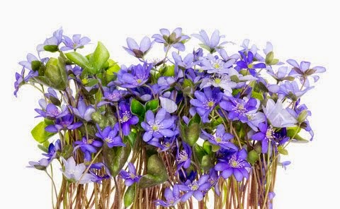 ეკას ბლოგი: ავტოტროფები და ჰეტეროტროფები