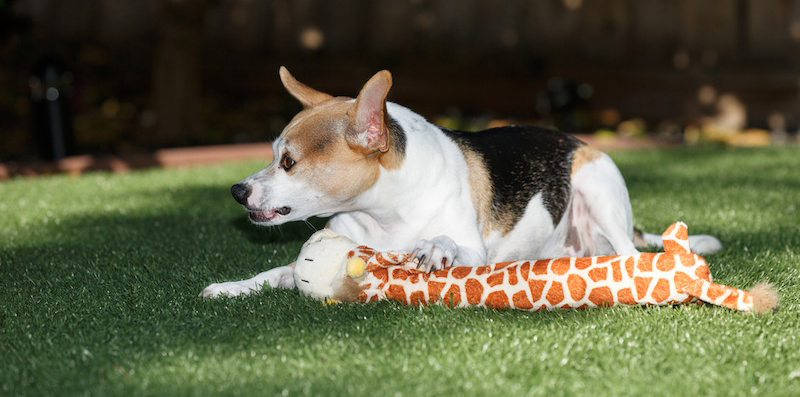 Prevent your Dog's Resource Guarding Behaviour | Australian Dog Lover