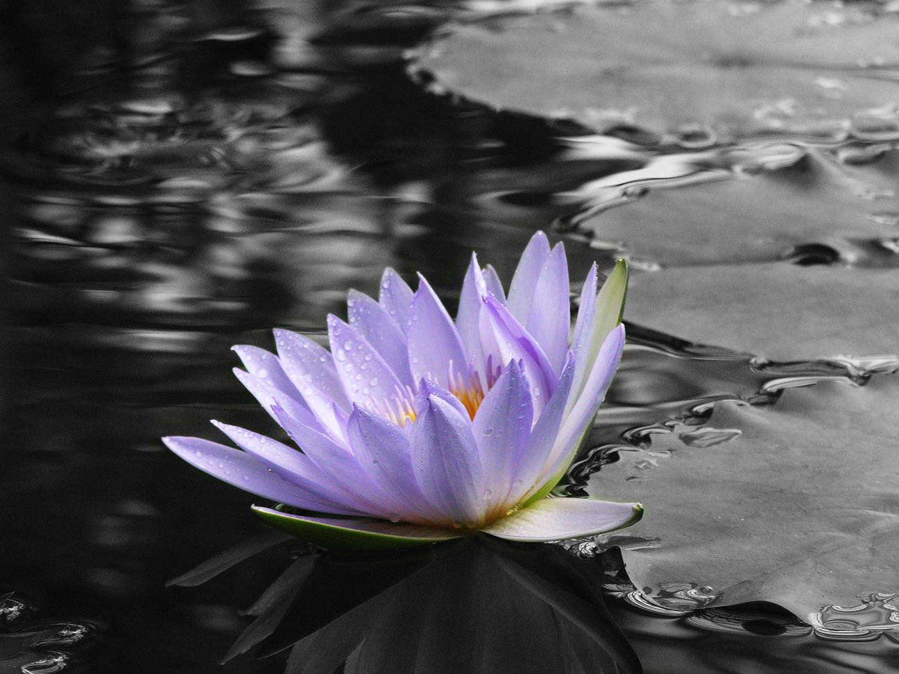 Bosha s Creativity Garden Splash The Color Ds106 Visual Assignment bosha-s-creativity-garden-splash-the-color-ds106-visual-assignment