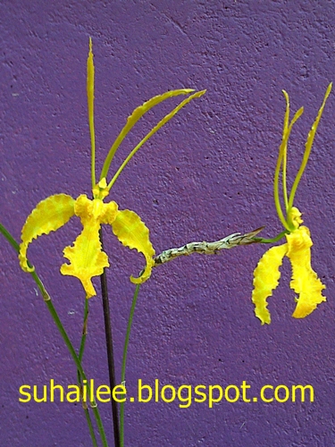 orkid liar : orkid liar / hutan dan kacukan