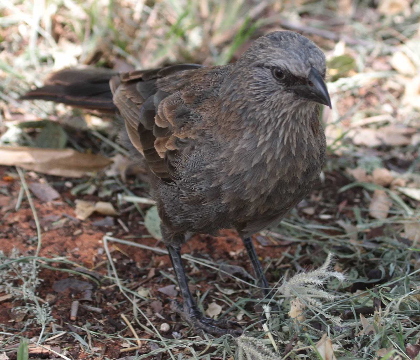 Richard Waring's Birds of Australia: 2012 Bird Photos - 286 species
