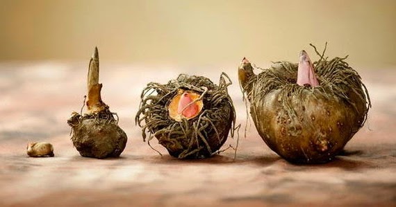 Konjac, propiedades y advertencias