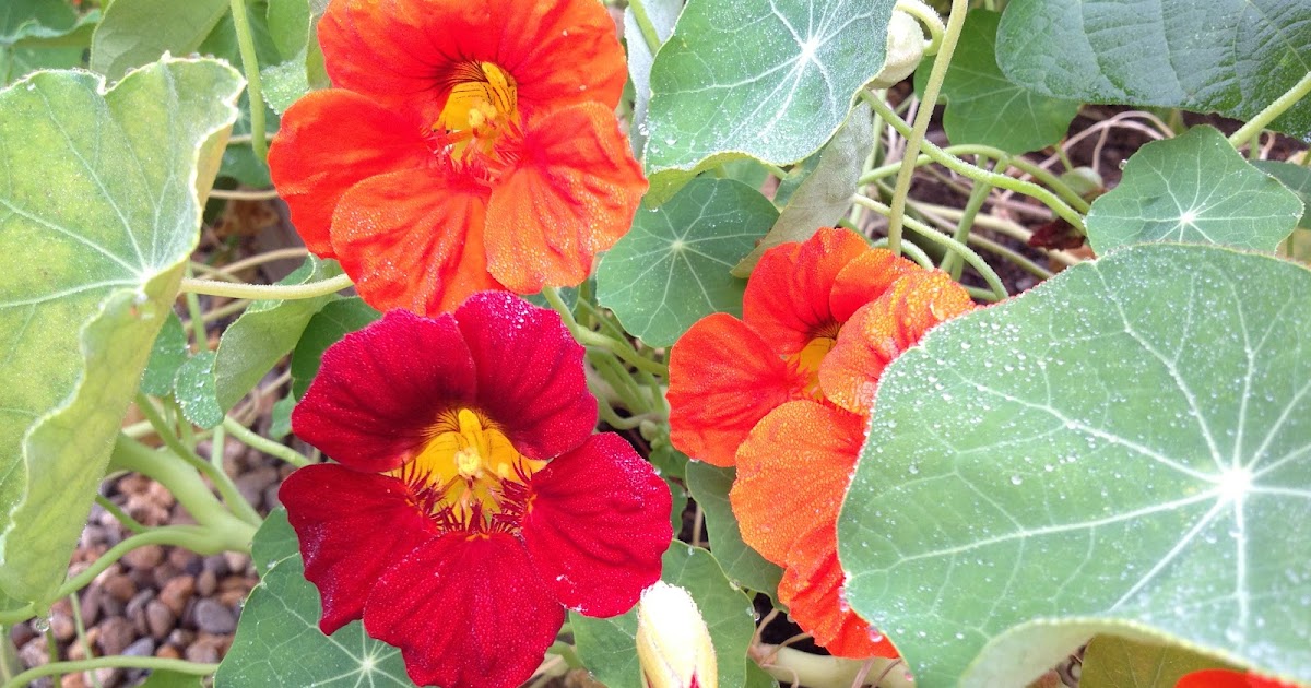 Labor Day Flowers: Vegetable Garden Edition