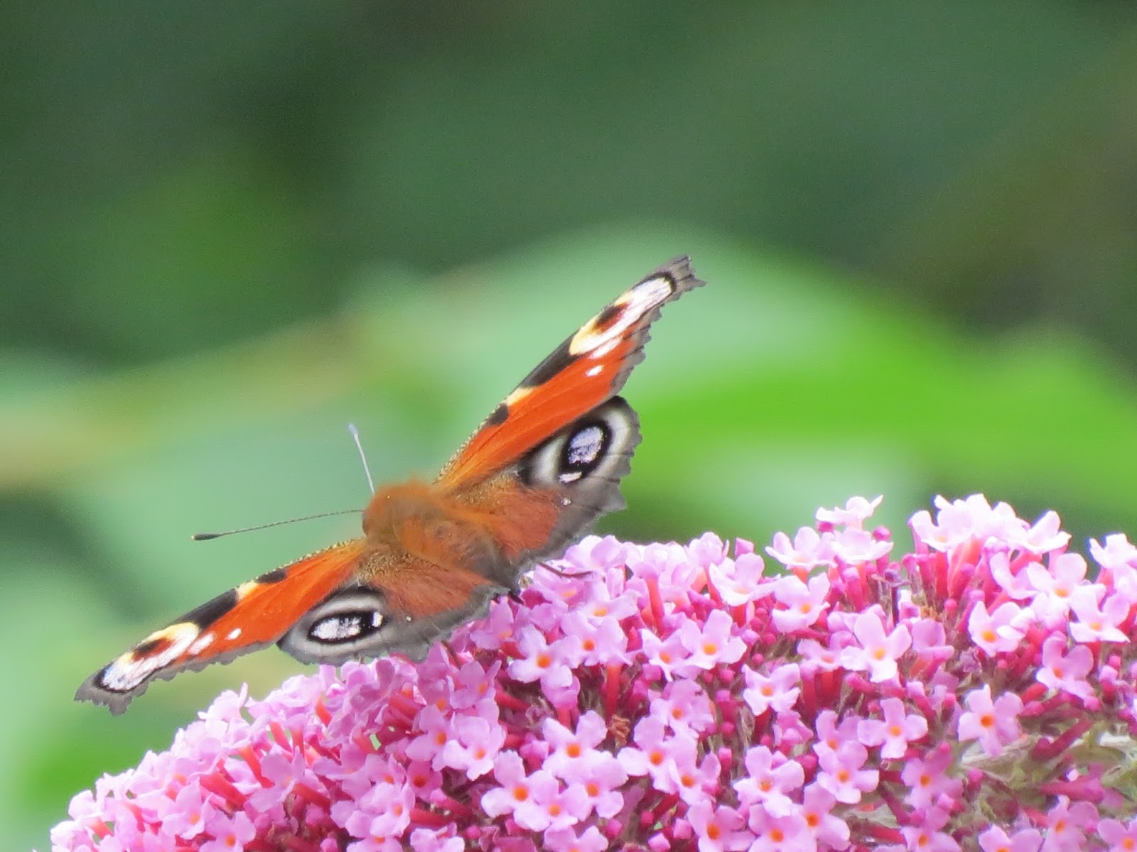 BIRDING AMERSHAM: Garden Butterflying