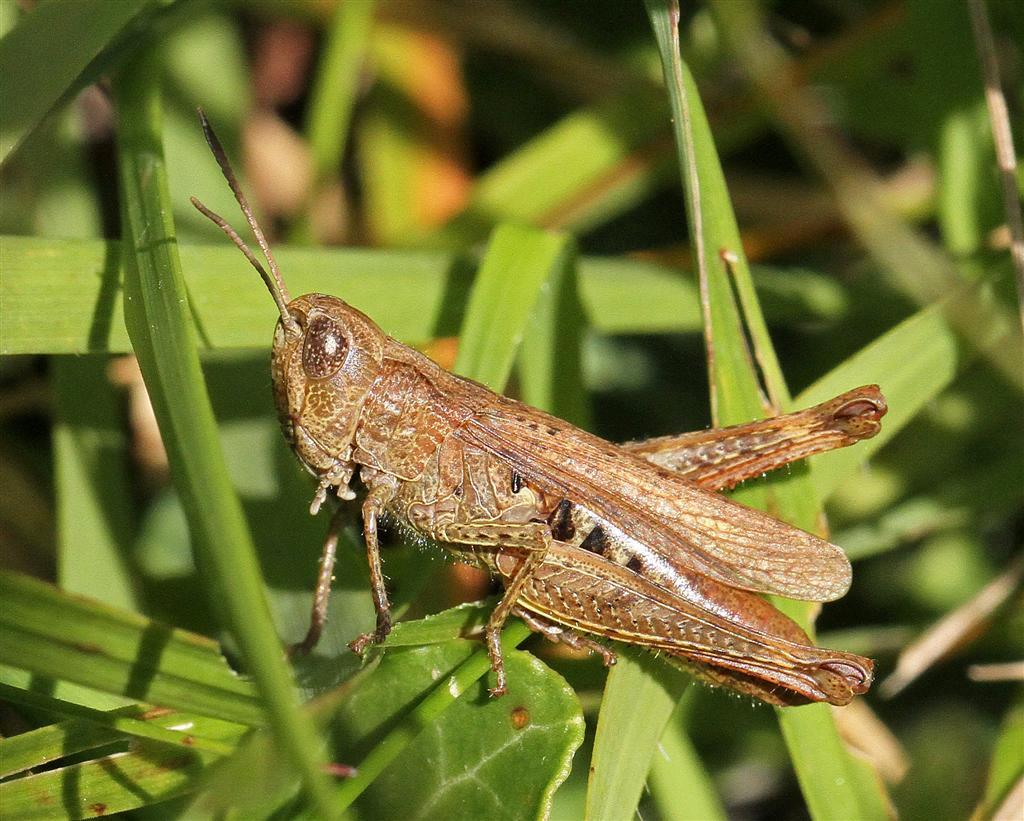 Orthoptera in Britain and Europe (Michael Foley): Rufous Grasshopper ...