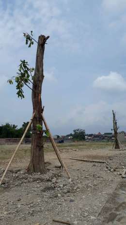Pohon Gayam ~ Arya Flower Landscape