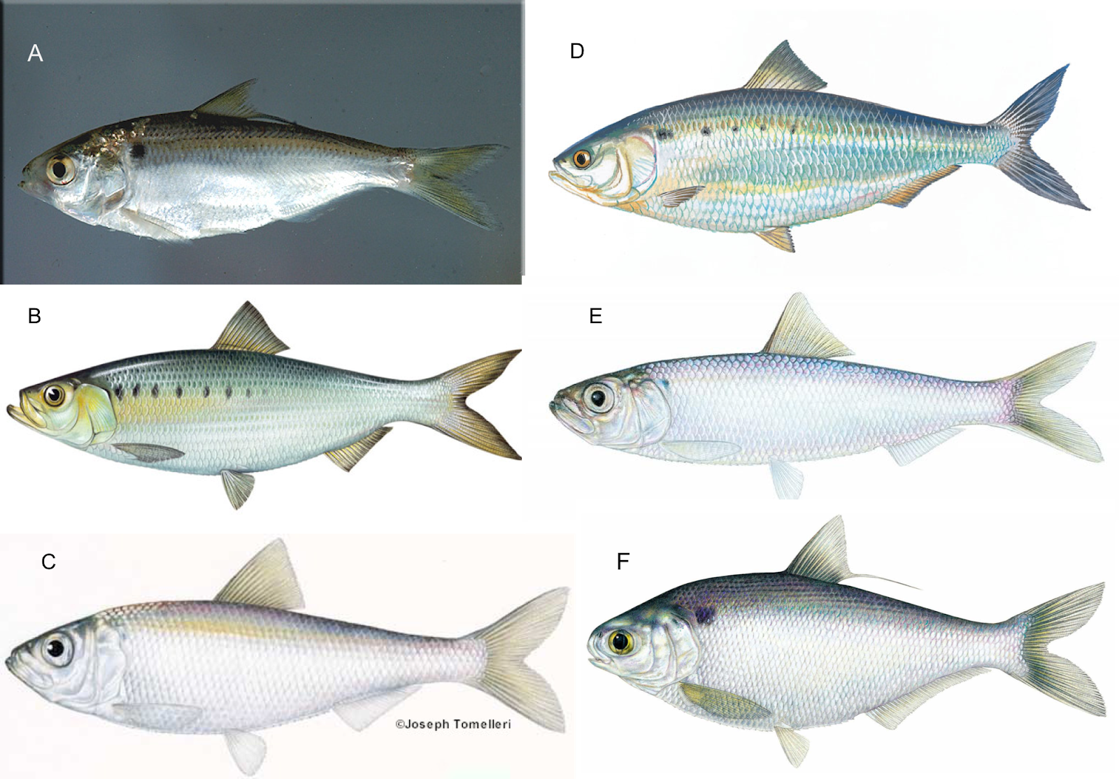 Virginia Tech Ichthyology Class : Clupeids From Freshwaters of Virginia ...