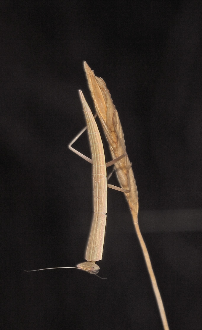 BunyipCo: A Look At Some Local Mantids