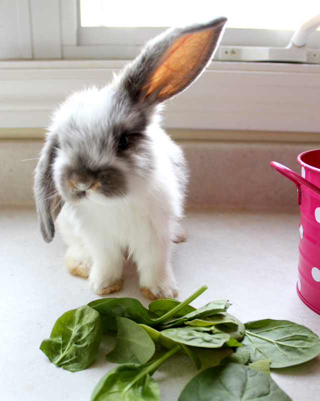 Pixie Hill: A new Pixie Hill resident