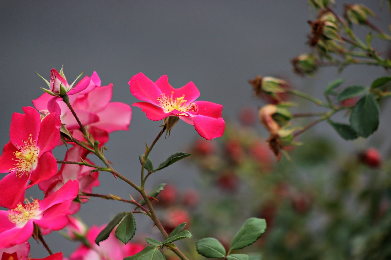 Our Retirement Days: Fall Rose