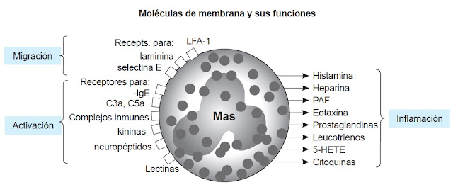 Células: MASTOCITO