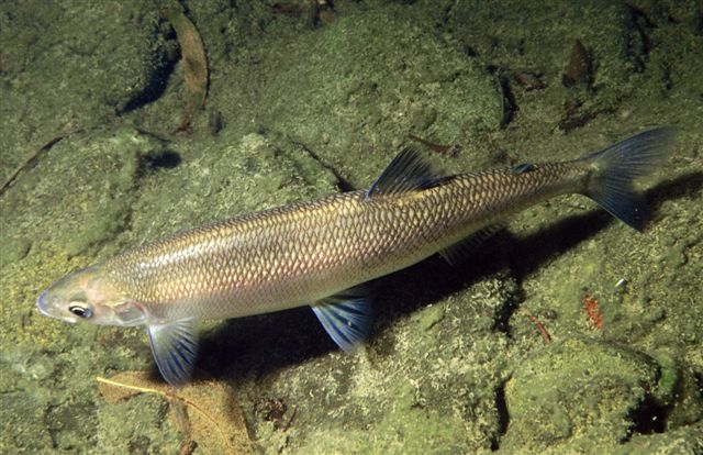 Fishes Images: Australian grayling