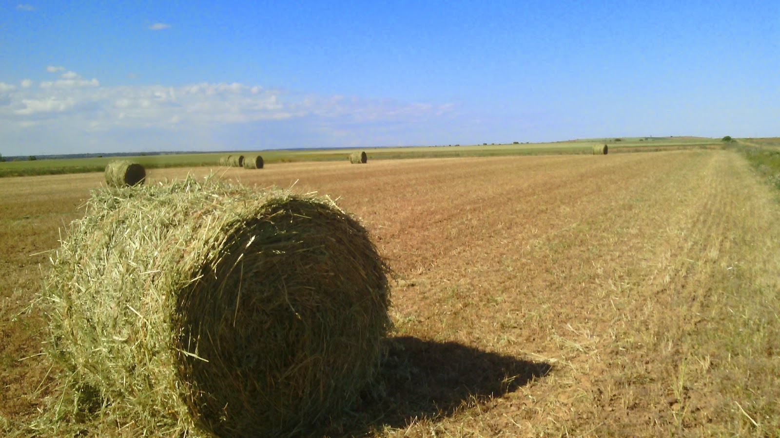 Forrajes ecológicos : FORRAJE DE VEZA ECOLOGICO