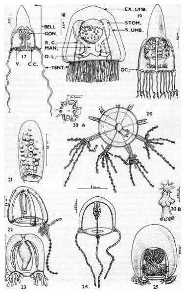 Turritopsis Nutricula | BIOLOGIPEDIA