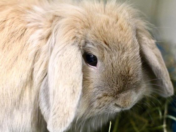 American Fuzzy Lop | Rabbit Breed - Amazing Pets For You
