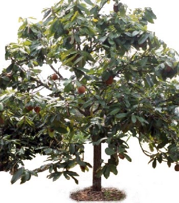 CUPUAÇU, CARACTERÍSTICAS DO CUPUAÇUZEIRO - Klima Naturali™