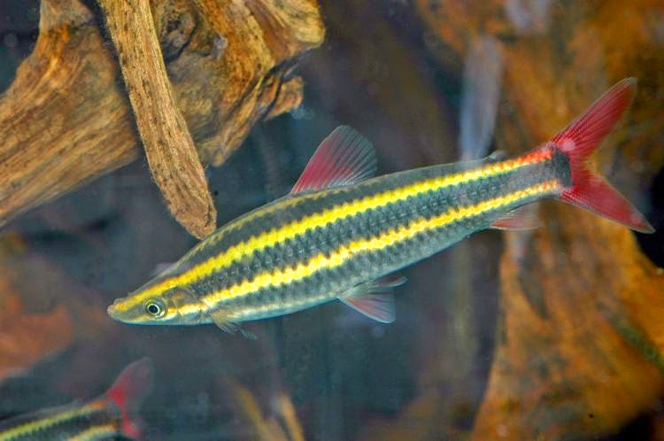 HEADSTANDER FISH photos - wallpapers | the fun bank