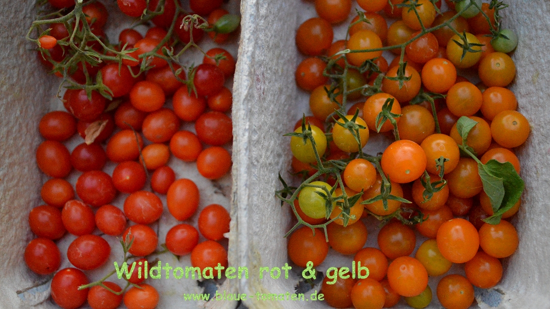 Kleiner Gemüsekönig: Neue & alte Tomatensorten im Testanbau 2015