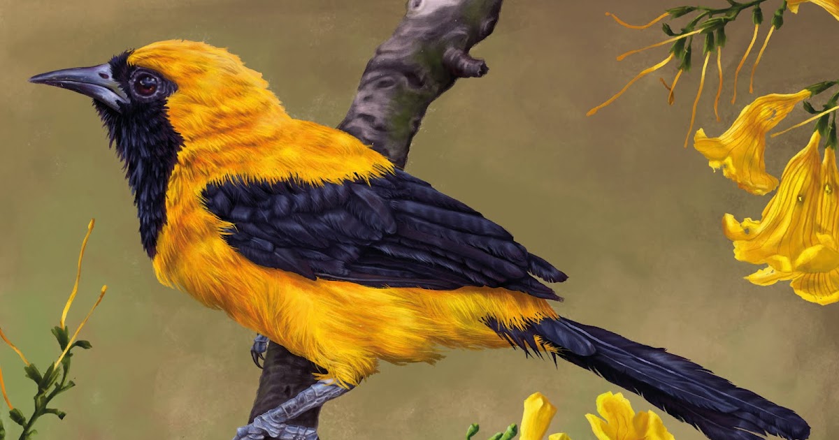 EVER LUNA YAQUENO - TURPIAL AMARILLO