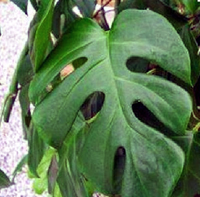 9 Benefits of dragon's tail leaf for health