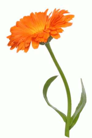 Neven cvece | Dekoracija kuce