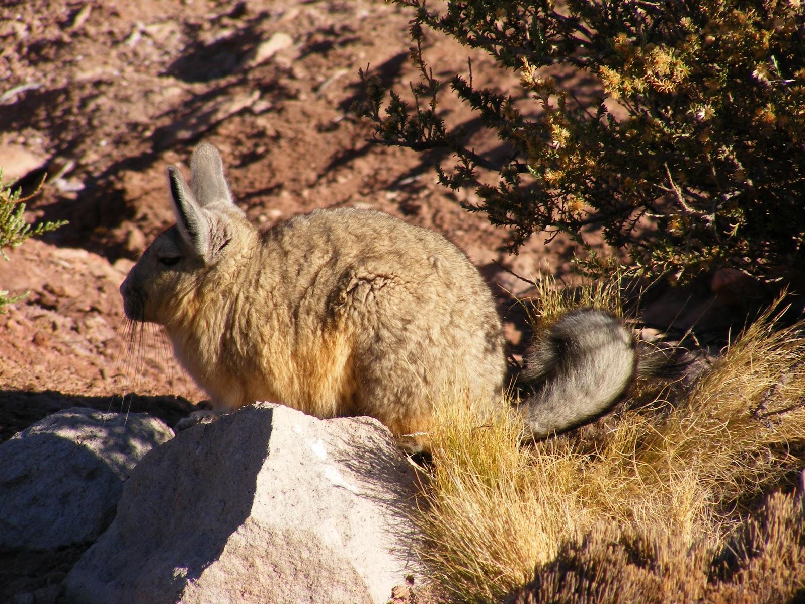 Desde este lugar del mundo: Flora y Fauna de la Puna de Atacama
