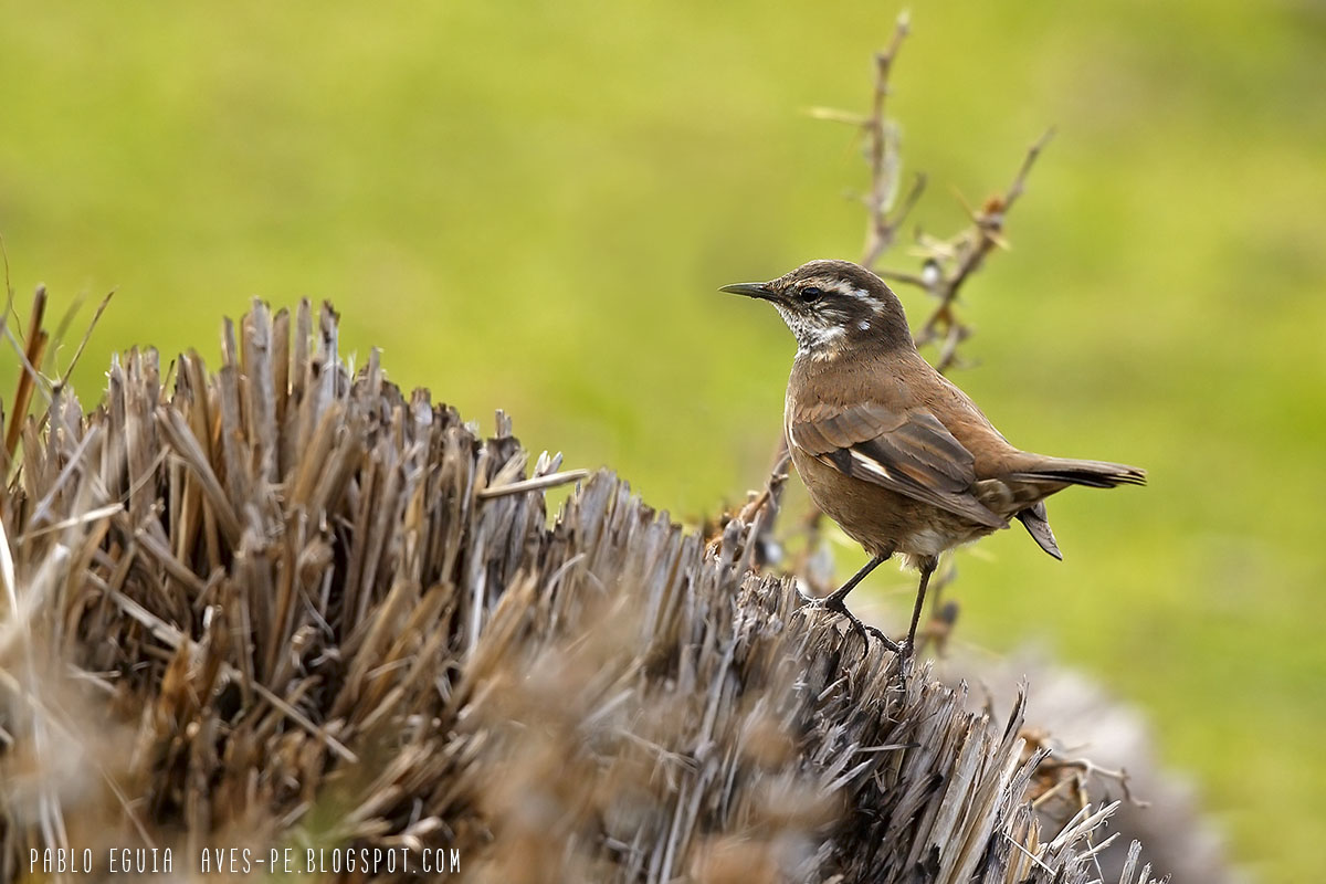 mis fotos de aves: Cinclodes olrogi Remolinera Chocolate Olrog's Cinclodes