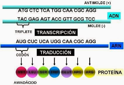 Genética;herencia y código genético.: CÓDIGO GENÉTICO