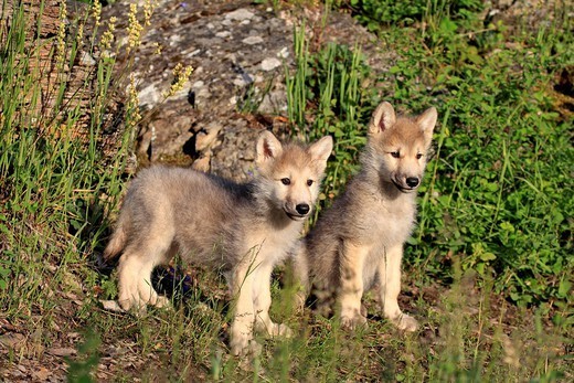 Rasa psów Polski : Historia psa i kynologii rasy