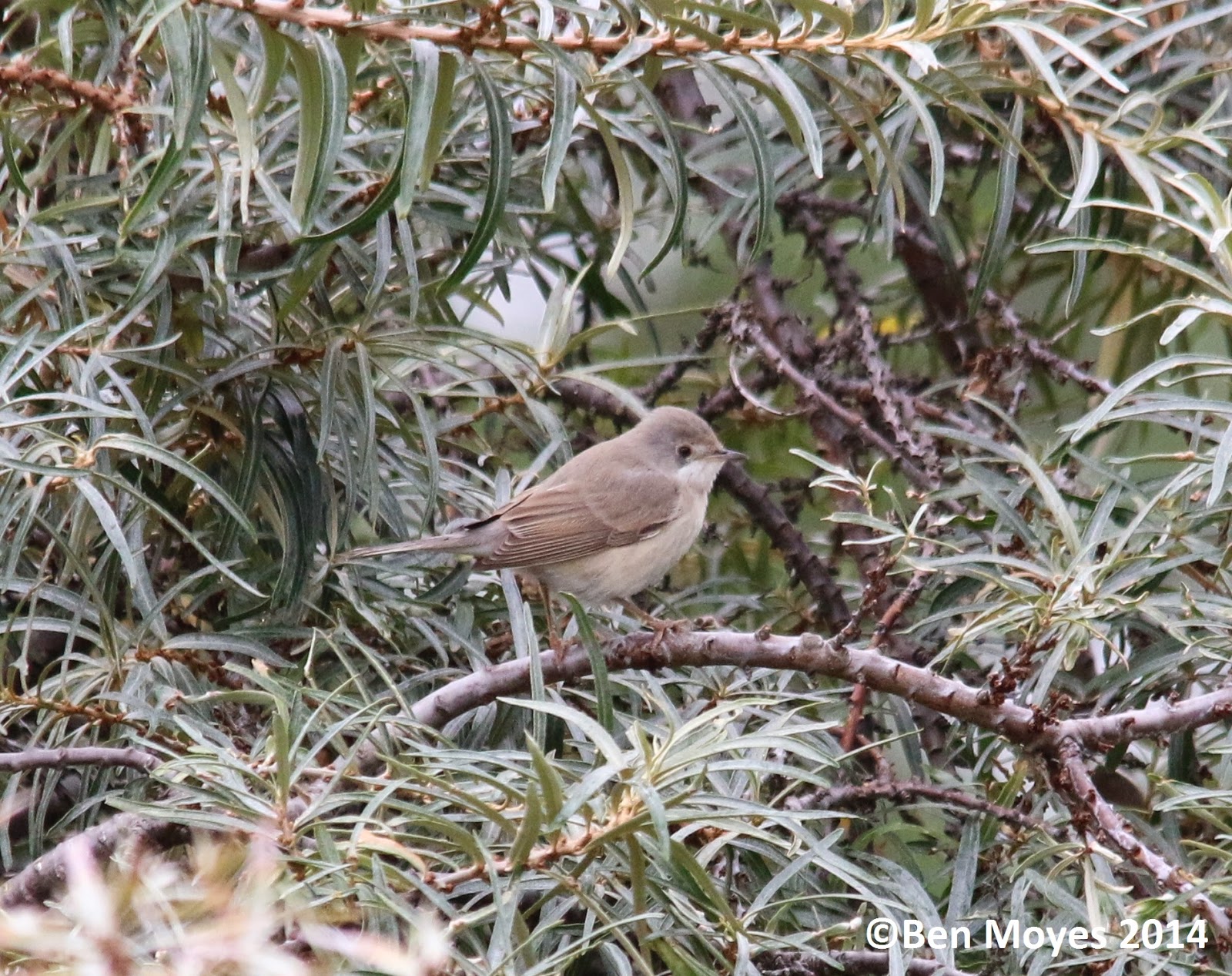 Moysie's Birding Blog: Eastern Subalpine Warbler - Landguard