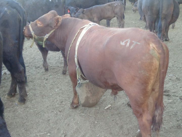 Frugal Living on the Watkins Ranch: Meet Gomer