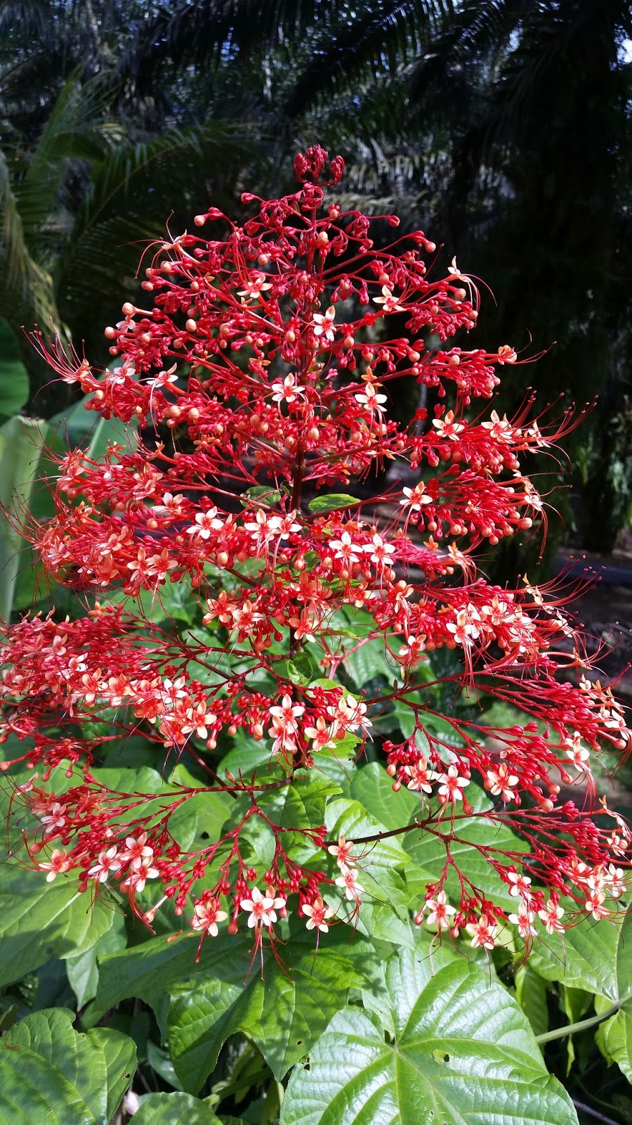 Warisan Petani: WW 12 : Bunga Pagoda