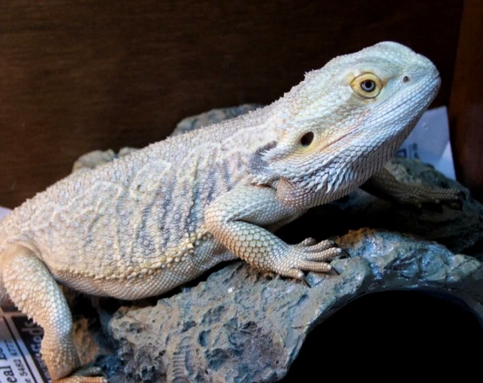 Blue Bearded Dragon | Wallpapers Gallery