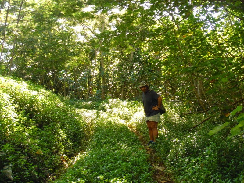 Lazarina des Océans: Huahine : l'île des vahinés et du Mont Pohue Rahi ...
