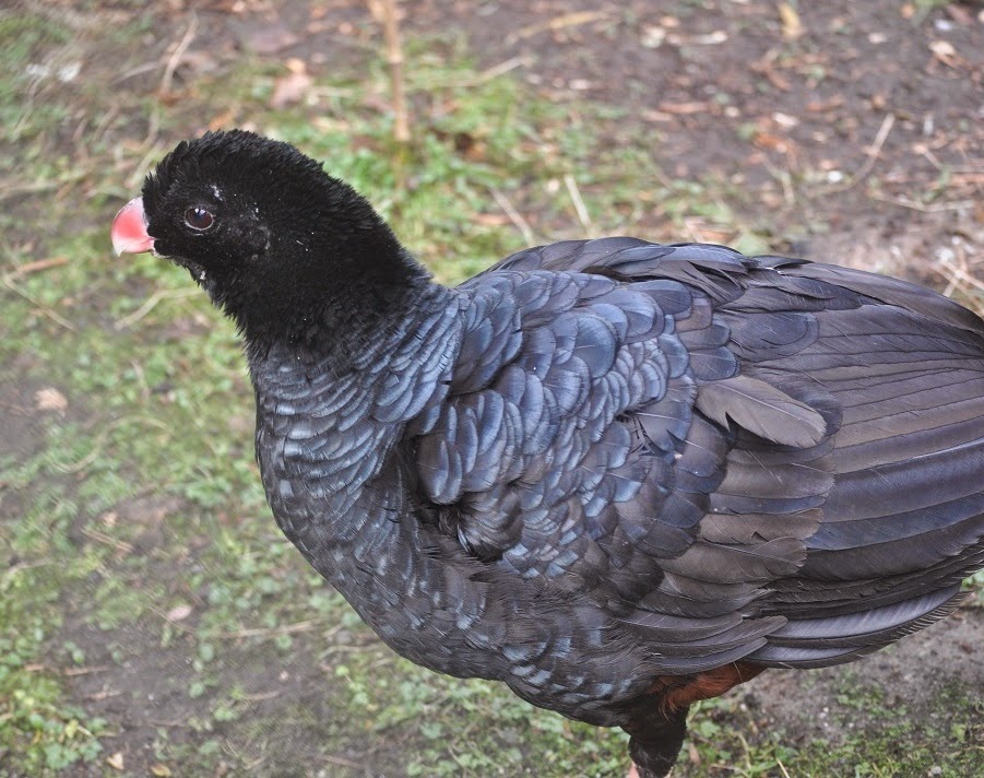 ZOOTOGRAFIANDO (5.836 ANIMALS): PAUJIL CULICOLORADO / CRESTLESS ...