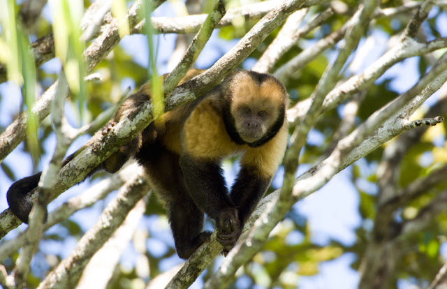 Algumas espécies de macaco em extinção!