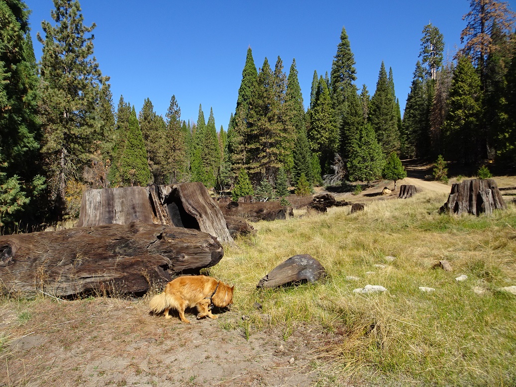 Traveling with Tucson : Kings Canyon - The Boole Tree and Chicago Stump