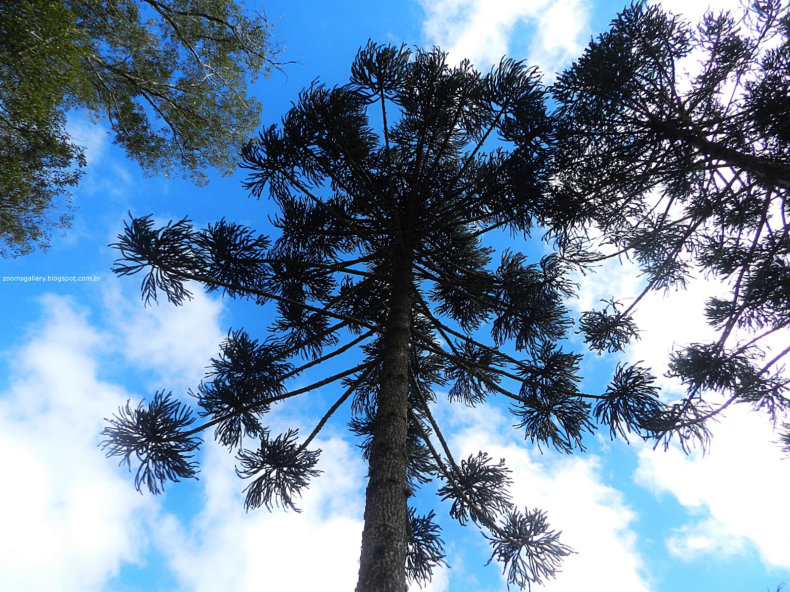 Zooms Gallery: Araucária