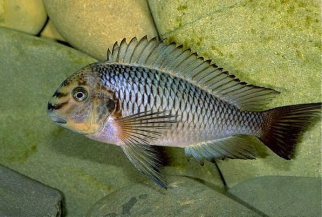 Tropheus'um: Tropheus Pictures-Tropheus Resimleri