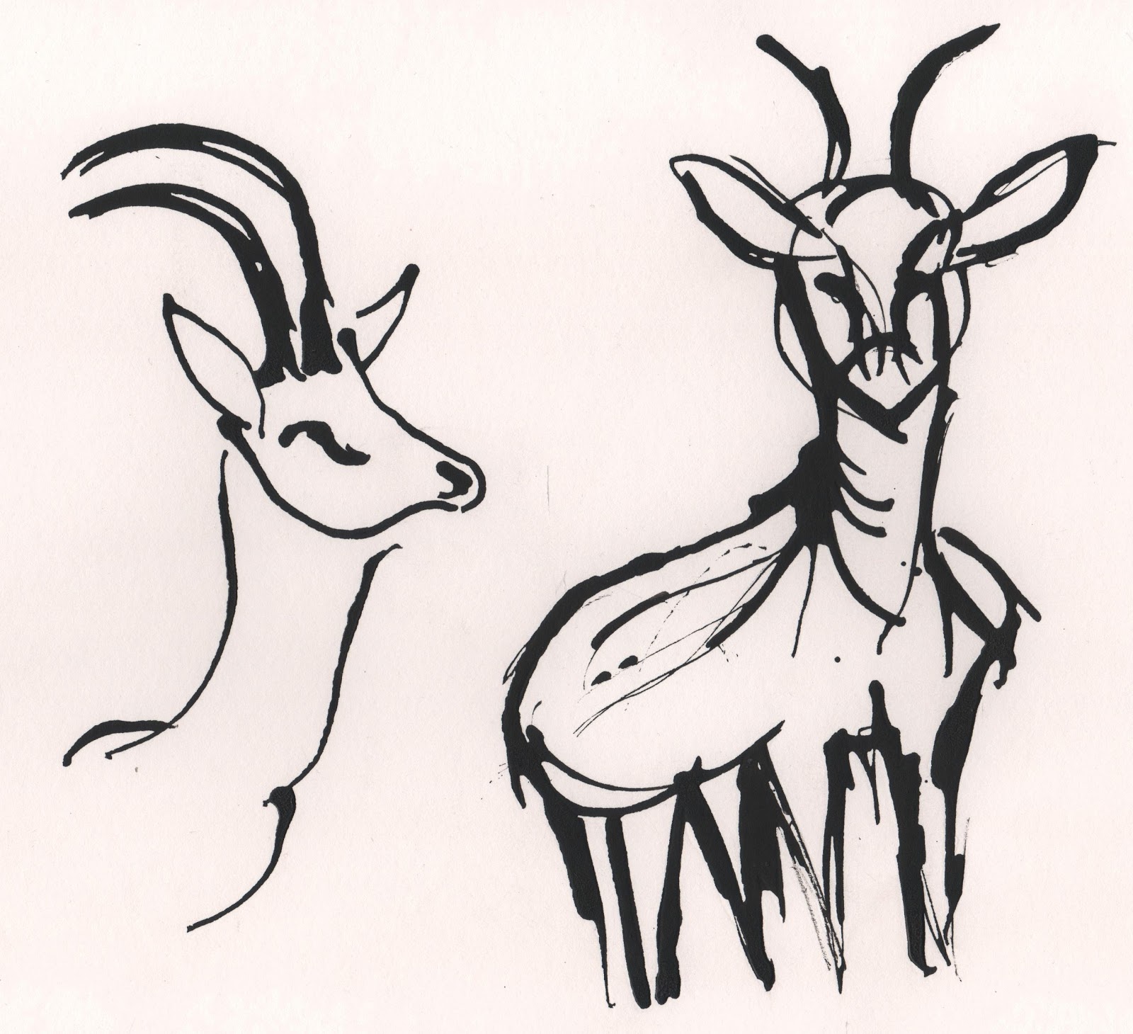Paige Nicole: Antelope Line Drawings