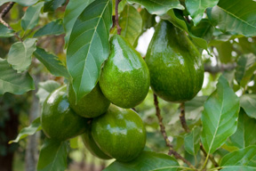 Brooks Tropicals - In the News