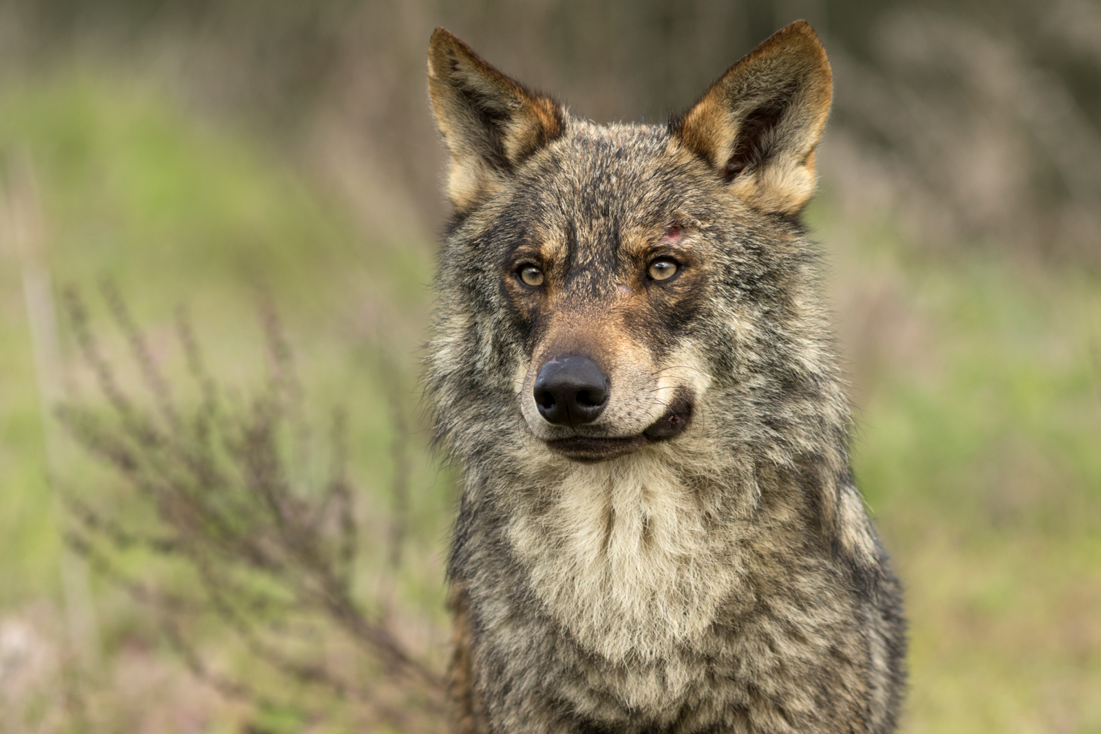 Lobo Ibérico (Canis lupus signatus) SOS: abril 2010