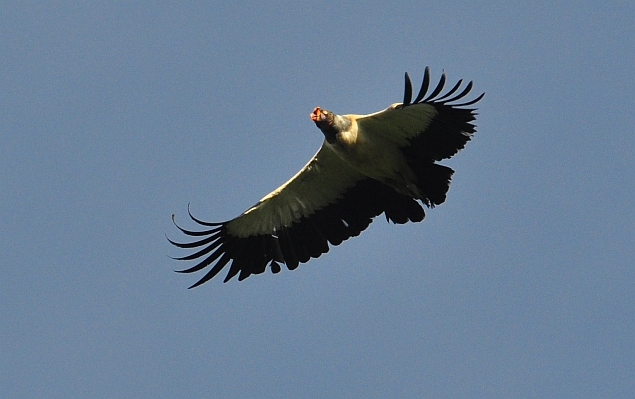 Bourbon, Bastards, and Birds.: Birding La Selva III: Meeting The King ...