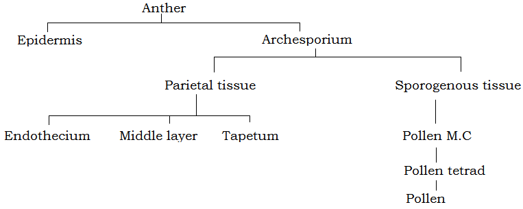 All biology classes: STRUCTURE OF MATURE ANTHER