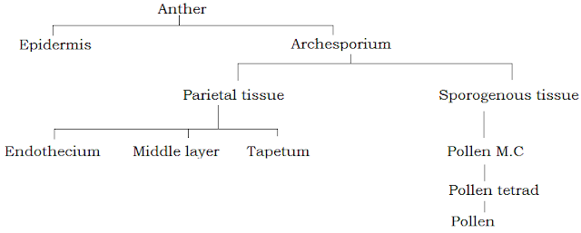 All biology classes: STRUCTURE OF MATURE ANTHER