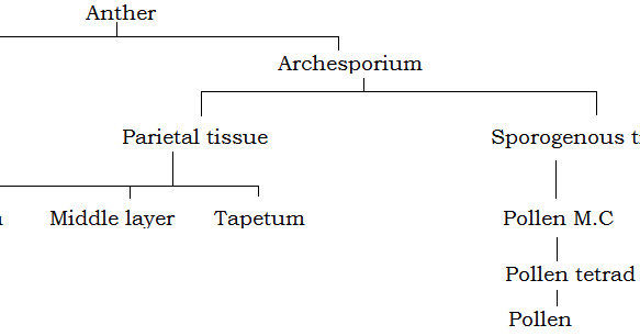 All biology classes: STRUCTURE OF MATURE ANTHER