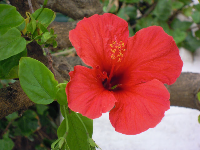 CIENCIA-FATOU: Flor del Pacífico