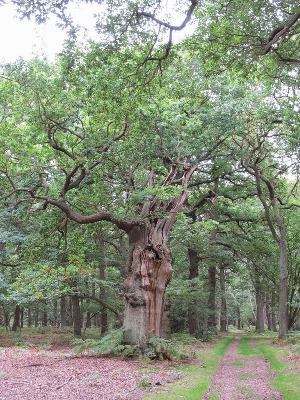 UK Wanderings: Heather and Longhorns in Sherwood Forest